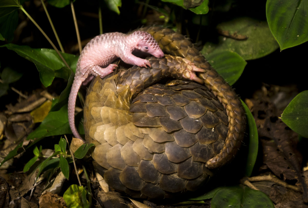 Pangolin 3 - WildAid