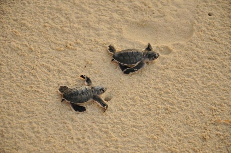 Saving Injured Sea Turtles in Ecuador - WildAid