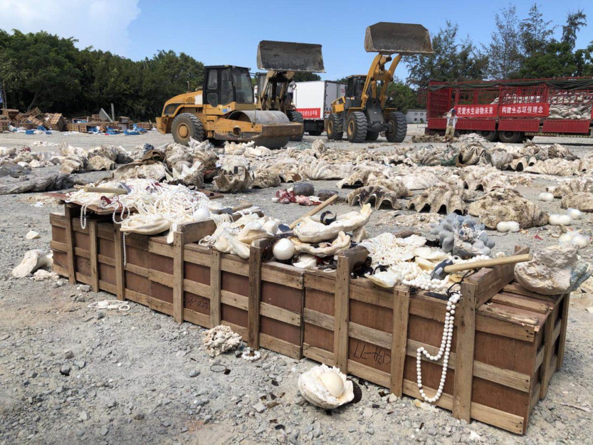 New WildAid Campaign to End Sea Turtle Trade in China - WildAid