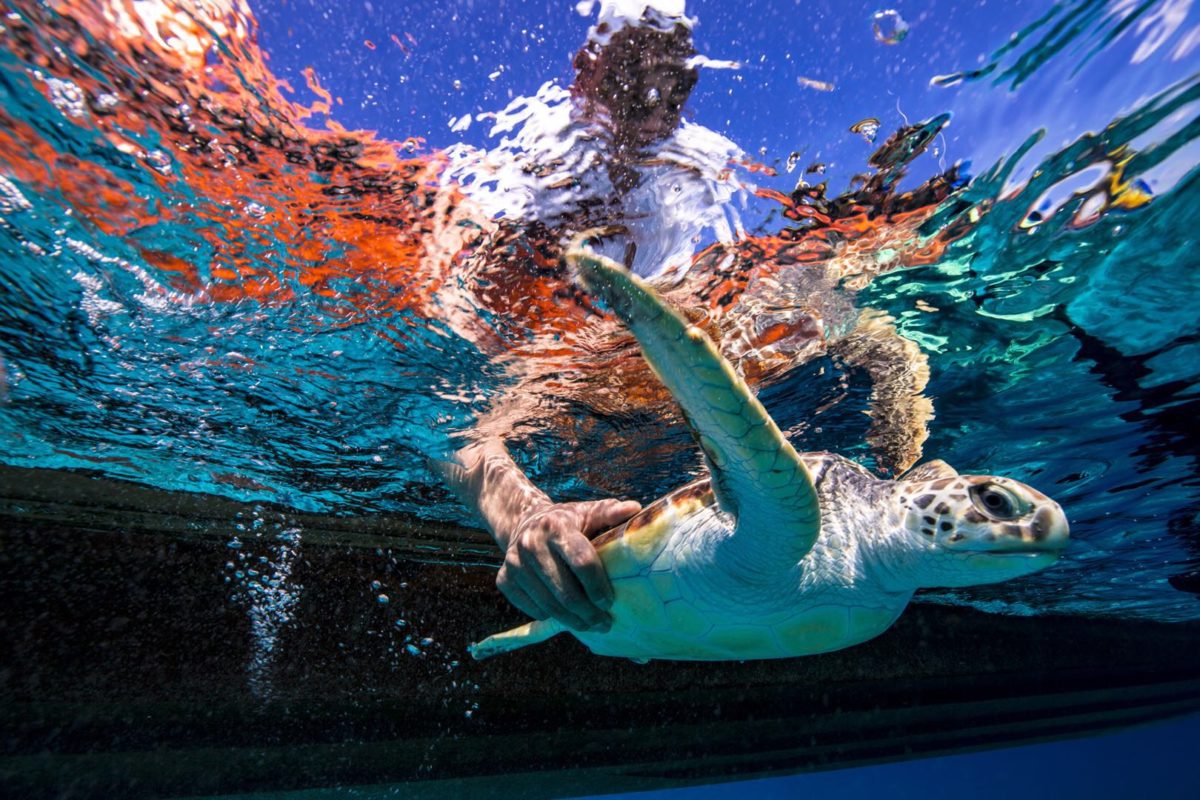 New WildAid Campaign to End Sea Turtle Trade in China - WildAid