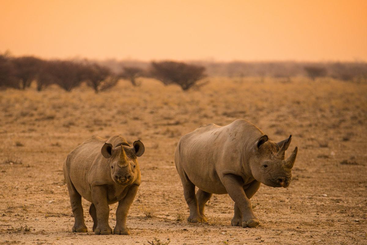 Black Rhino Namibia 05 - WildAid