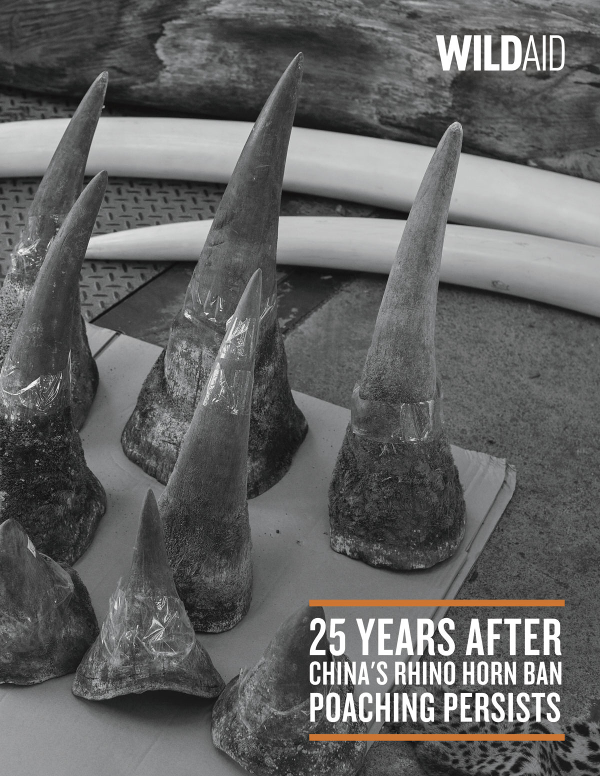 25 Years After China's Rhino Horn Ban, Poaching Persists - WildAid