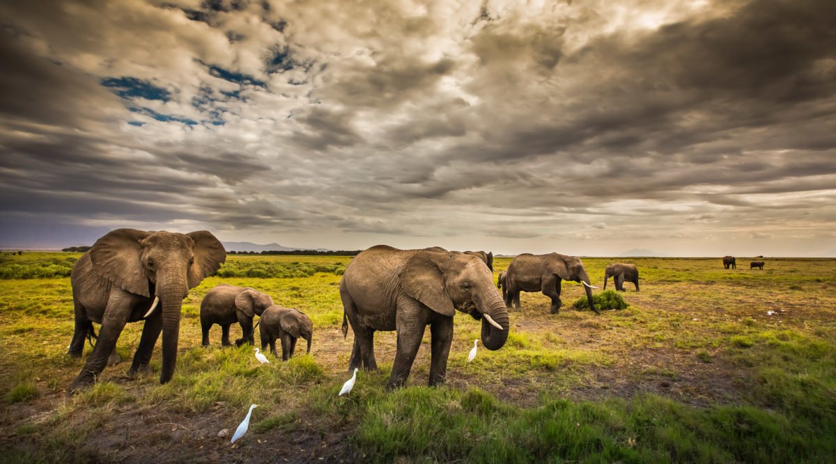 WildAid Response to Botswana Mass Poaching Incident - WildAid