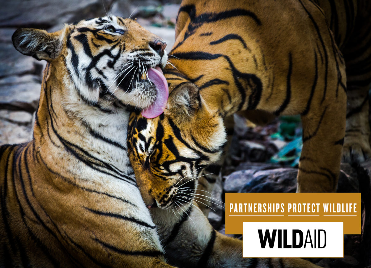 0A2A3987(20 - WildAid