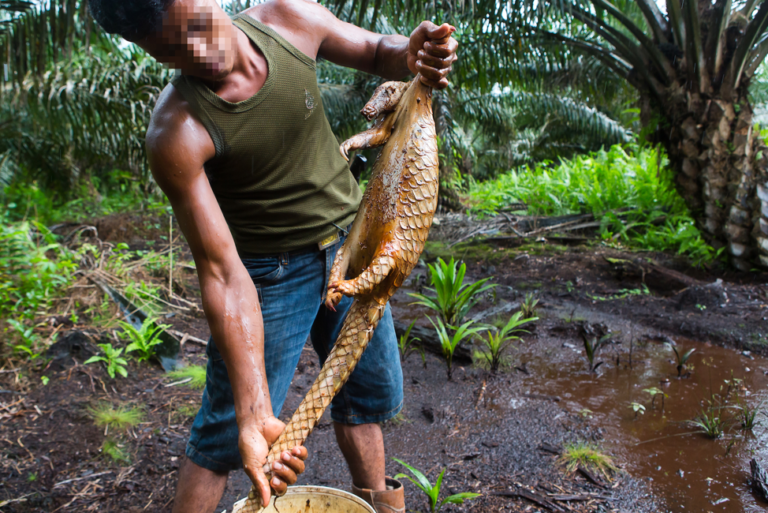 Is This a Watershed Moment for Pangolins? - WildAid