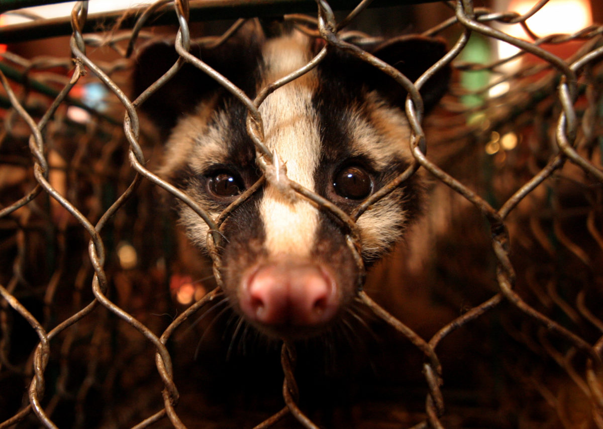 Protect Wildlife Prevent Pandemics - WildAid