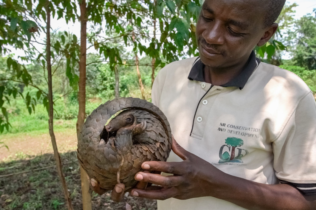 These wildlife experts are leading the fight to protect pangolins - WildAid