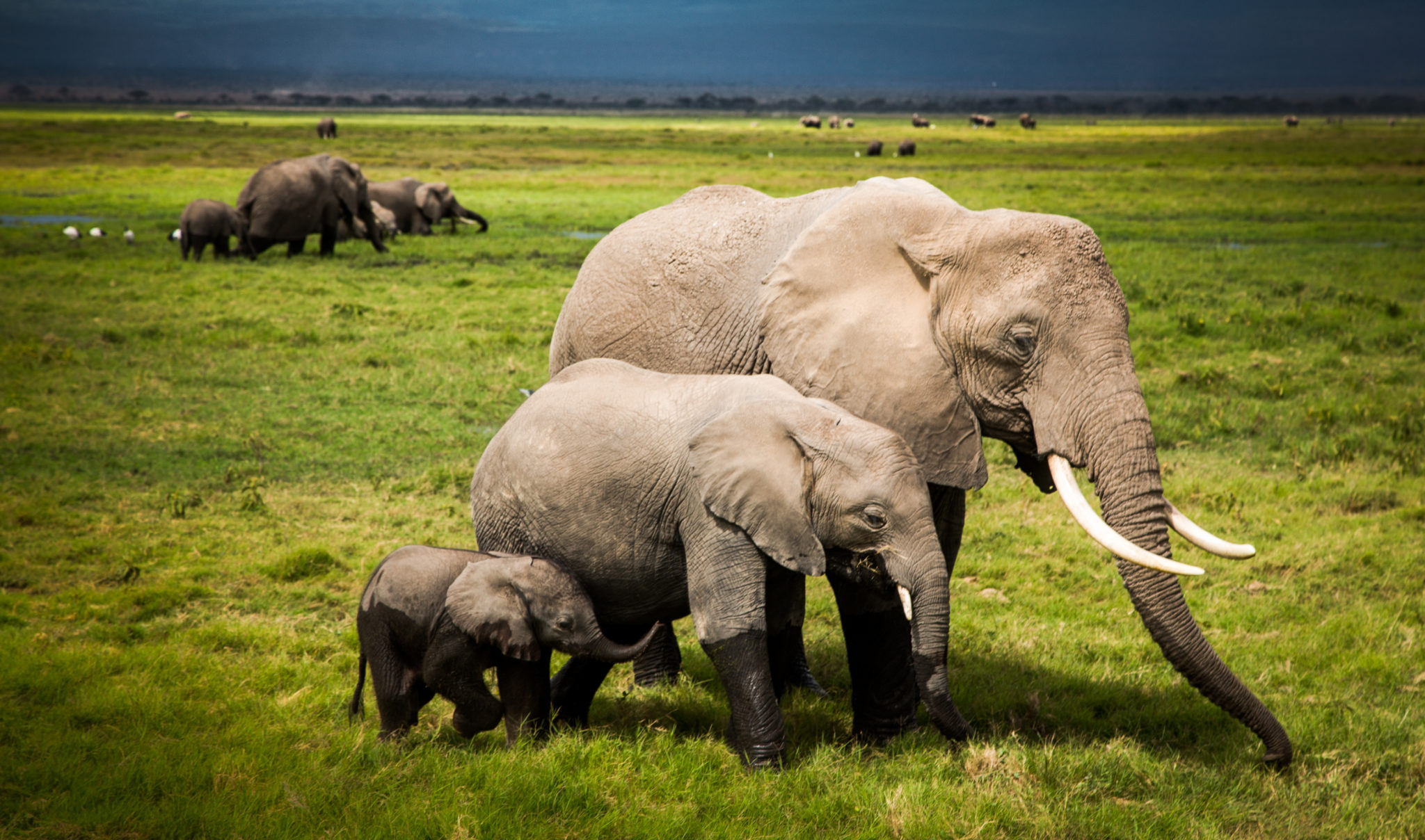 Supporting People to Protect Their Elephant Neighbors - WildAid