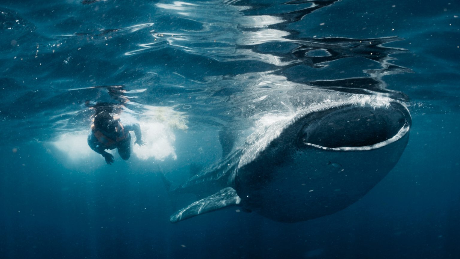 Sharing oceans with sharks: WildAid's latest documentary - WildAid