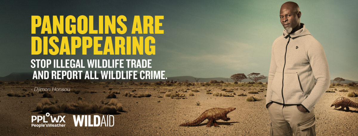Three ways you can help us protect pangolins - WildAid