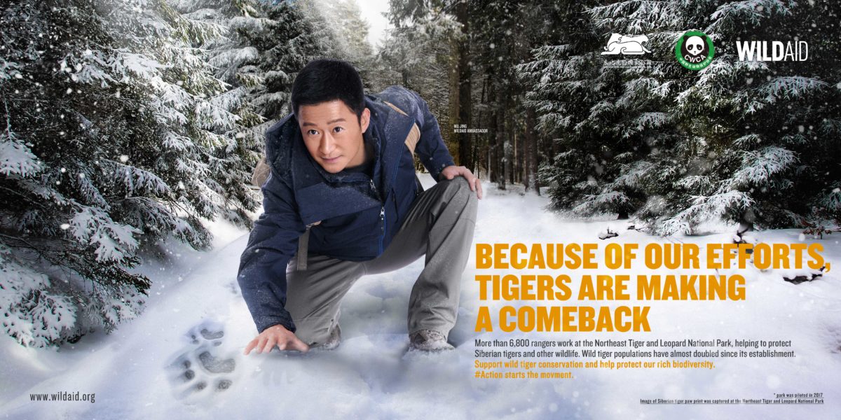 Wu Jing: Because of Our Efforts, Tigers are Making a Comeback - WildAid