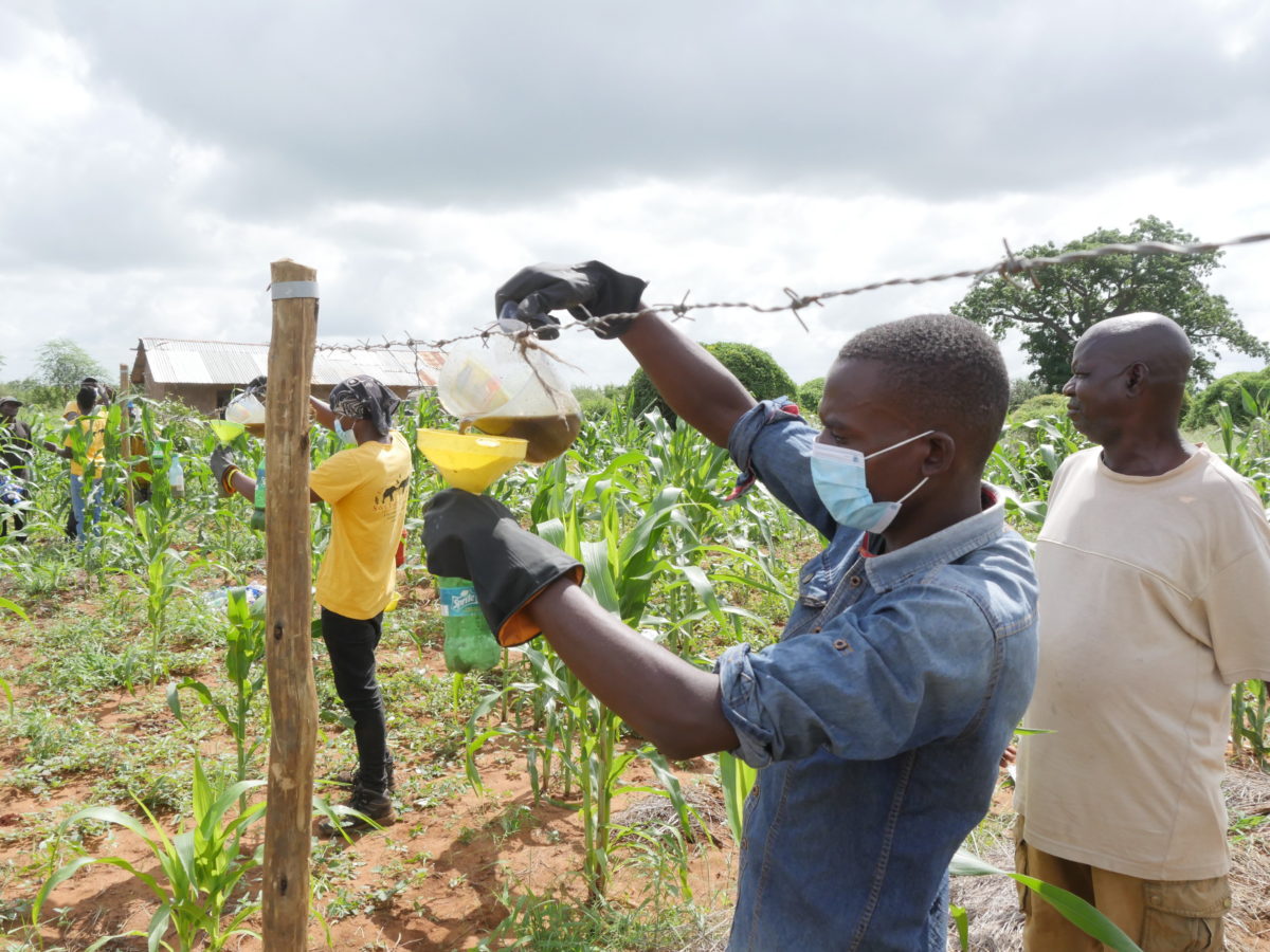 Organic, smelly elephant repellent proves effective in deterring crop ...
