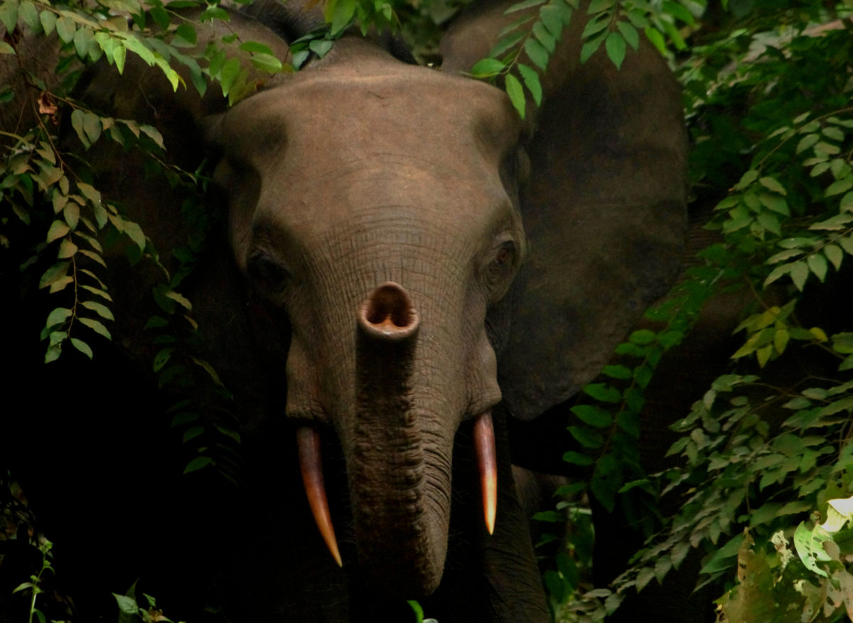 “Wonders of Gabon” campaign highlights beauty of Gabon’s landscapes and ...