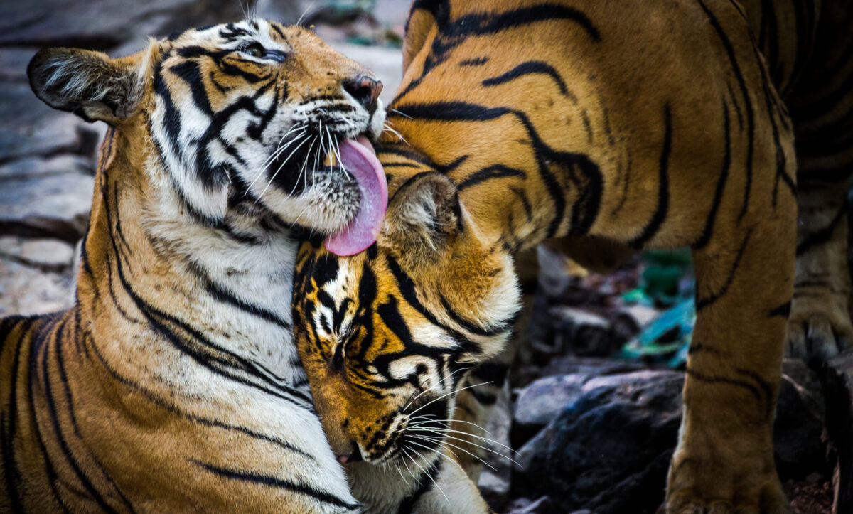 To Celebrate World Wildlife Day, Help Protect Endangered Species With ...