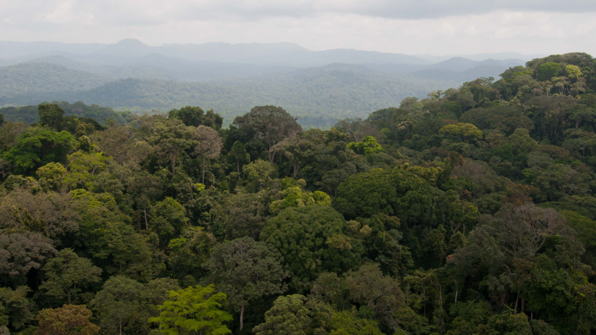 How you can become a forest hero: ways to protect forests and reduce ...