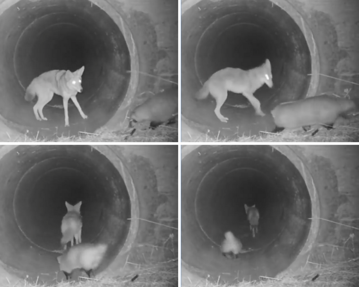 Animals Captured on Trail Cams Who Also Captured Our Hearts - WildAid