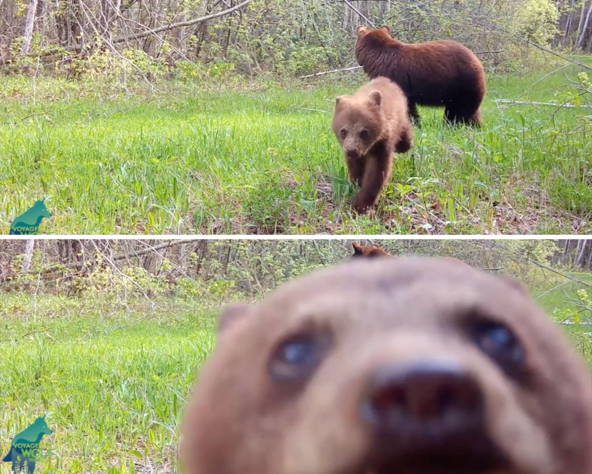 Animals Captured on Trail Cams Who Also Captured Our Hearts - WildAid