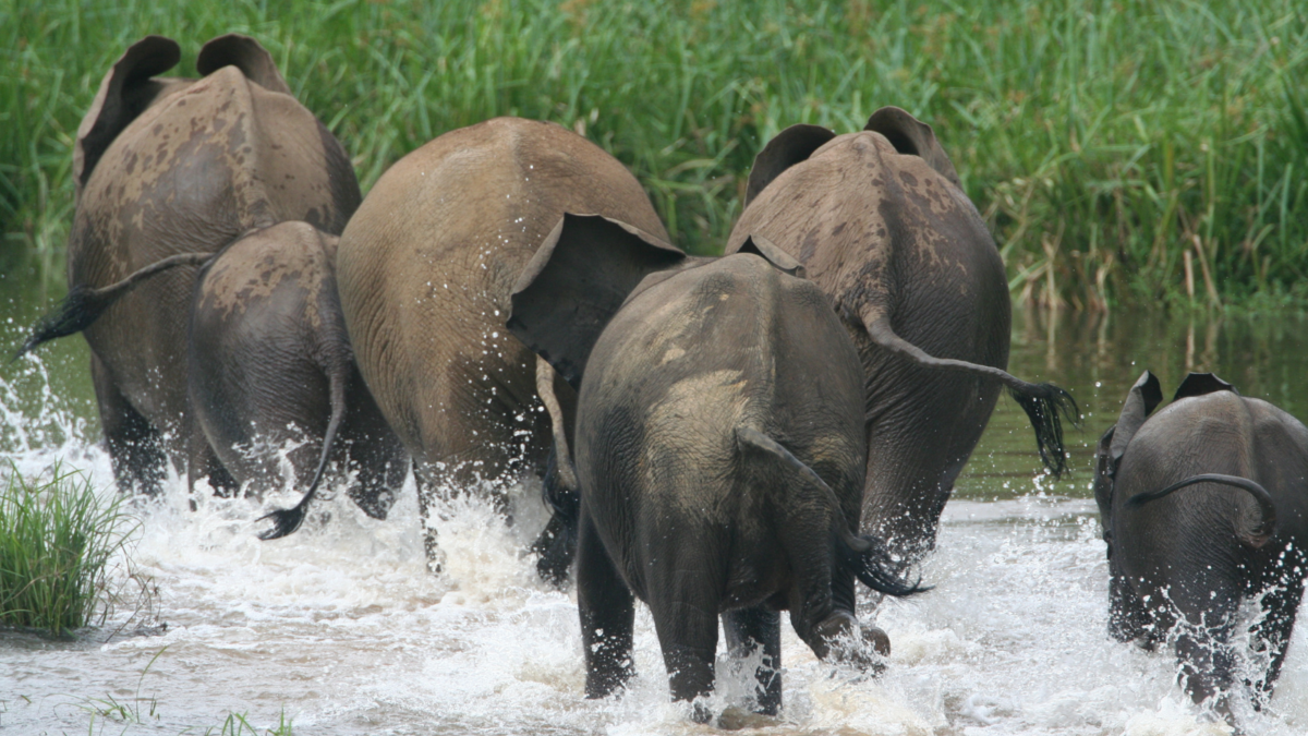 The Congo Basin is under threat - here's why we need to act now - WildAid