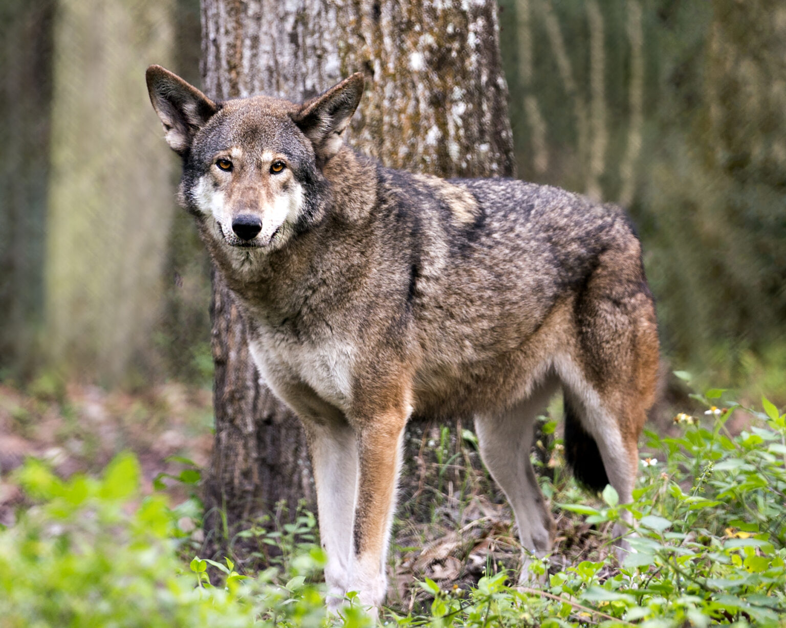 On the Brink: 13 Endangered Species in the U.S. - WildAid