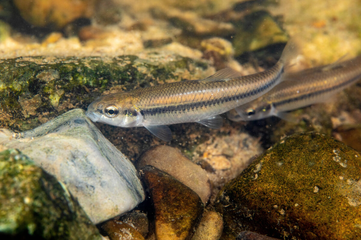 On the Brink: 13 Endangered Species in the U.S. - WildAid