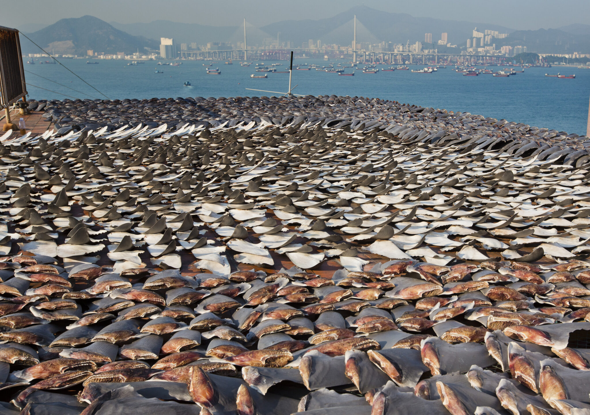 8 Shark Facts, From Bellybuttons to Friendships to Environmental Health ...