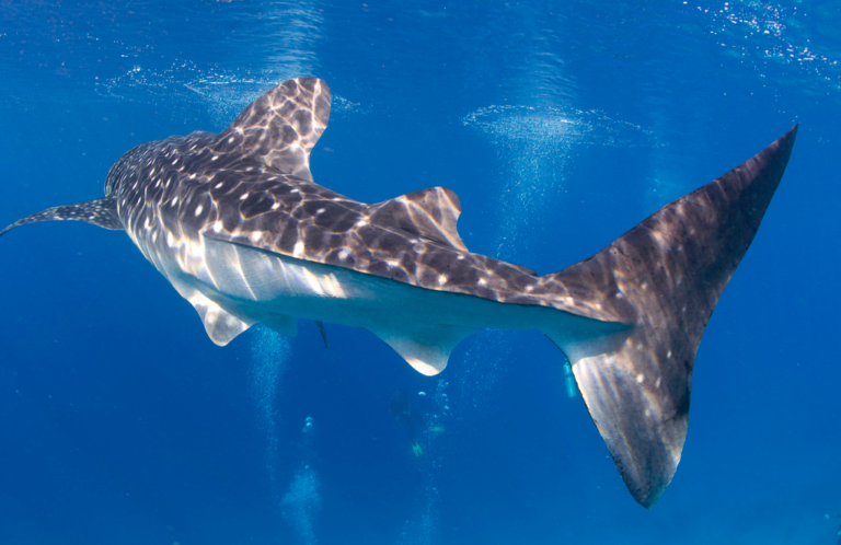 LauraWais-whale shark behind - WildAid