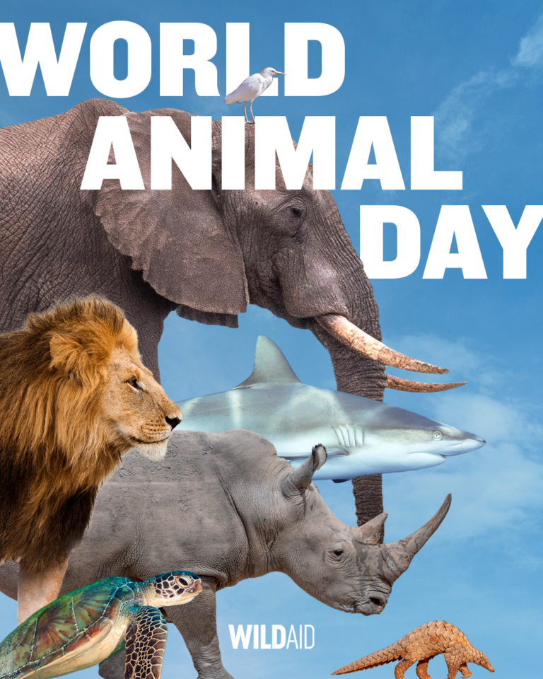 5 Ways To Support a Better World for ALL Animals on World Animal Day ...