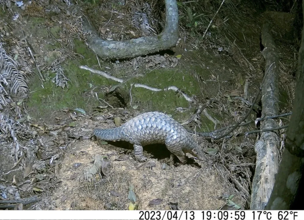 This male pangolin earning it the nickname Black Tail©️Xizi River ...