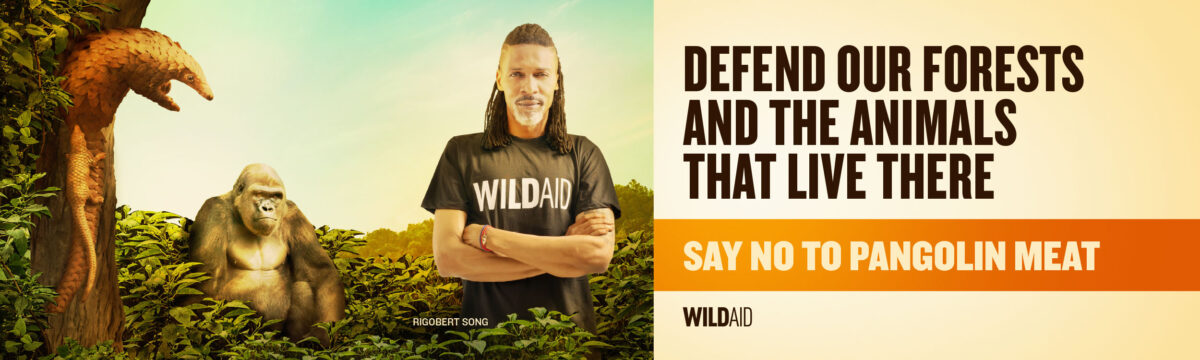 Pangolin Meat Consumption Falls in Cameroon as Support for Protection ...