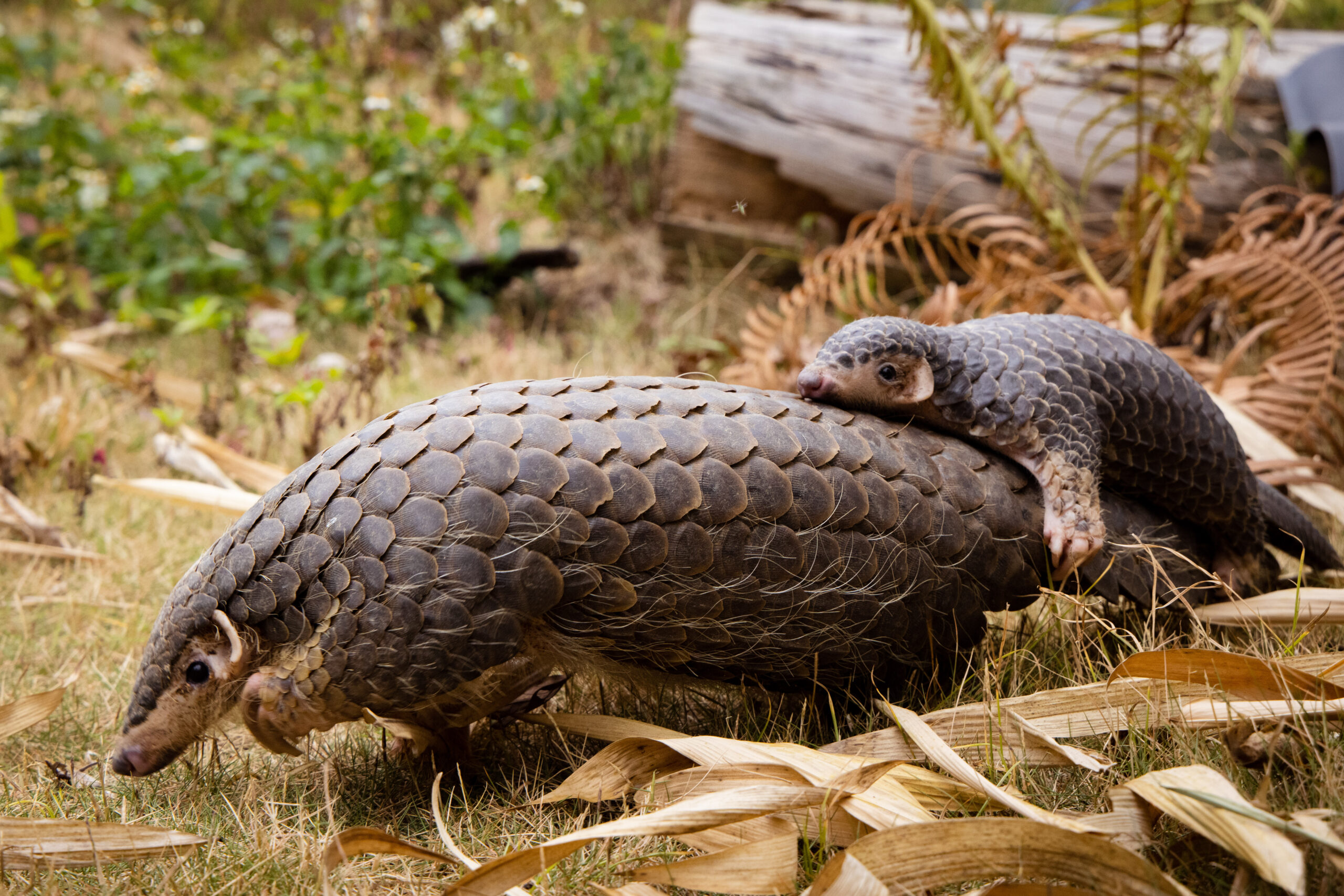 WildAid’s Pangolin Priority: Saving the Most Trafficked Wild Mammal in ...
