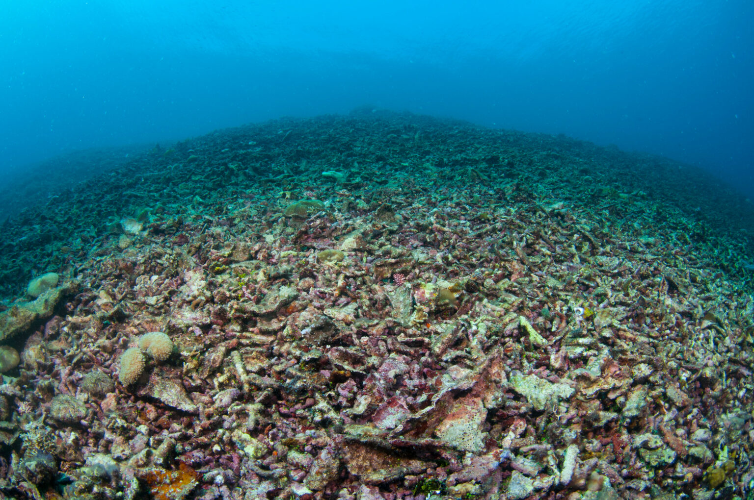 Coral reef destroyed by dynamite blast bomb fishing - WildAid