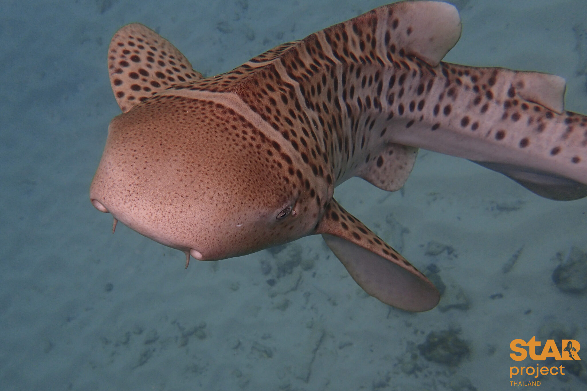 Indo-Pacific Leopard Sharks Released to the Wild in Historic Rewilding ...