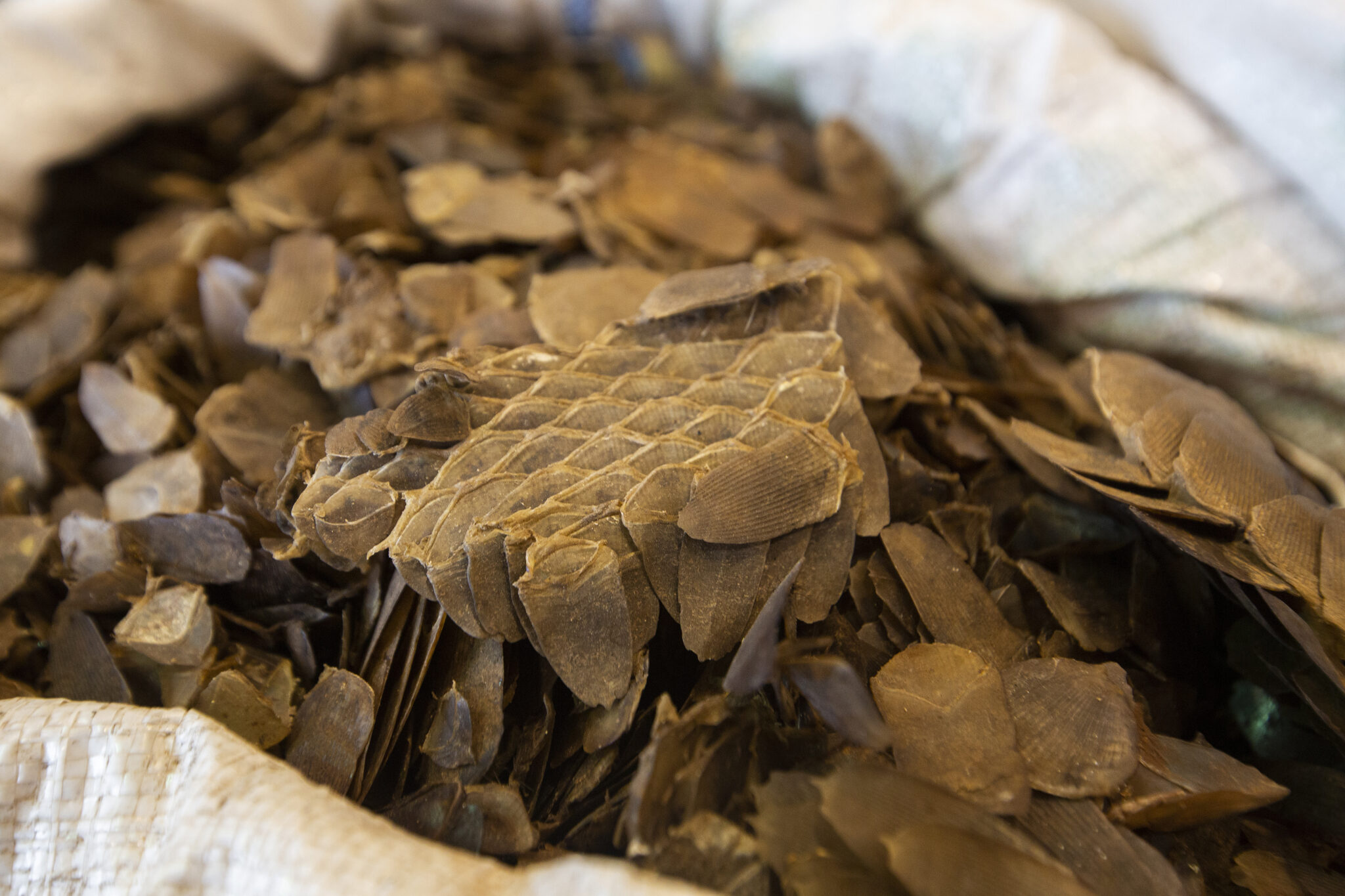 Price of Pangolin Scales Tumbles in Cameroon as Chinese Demand Wanes ...