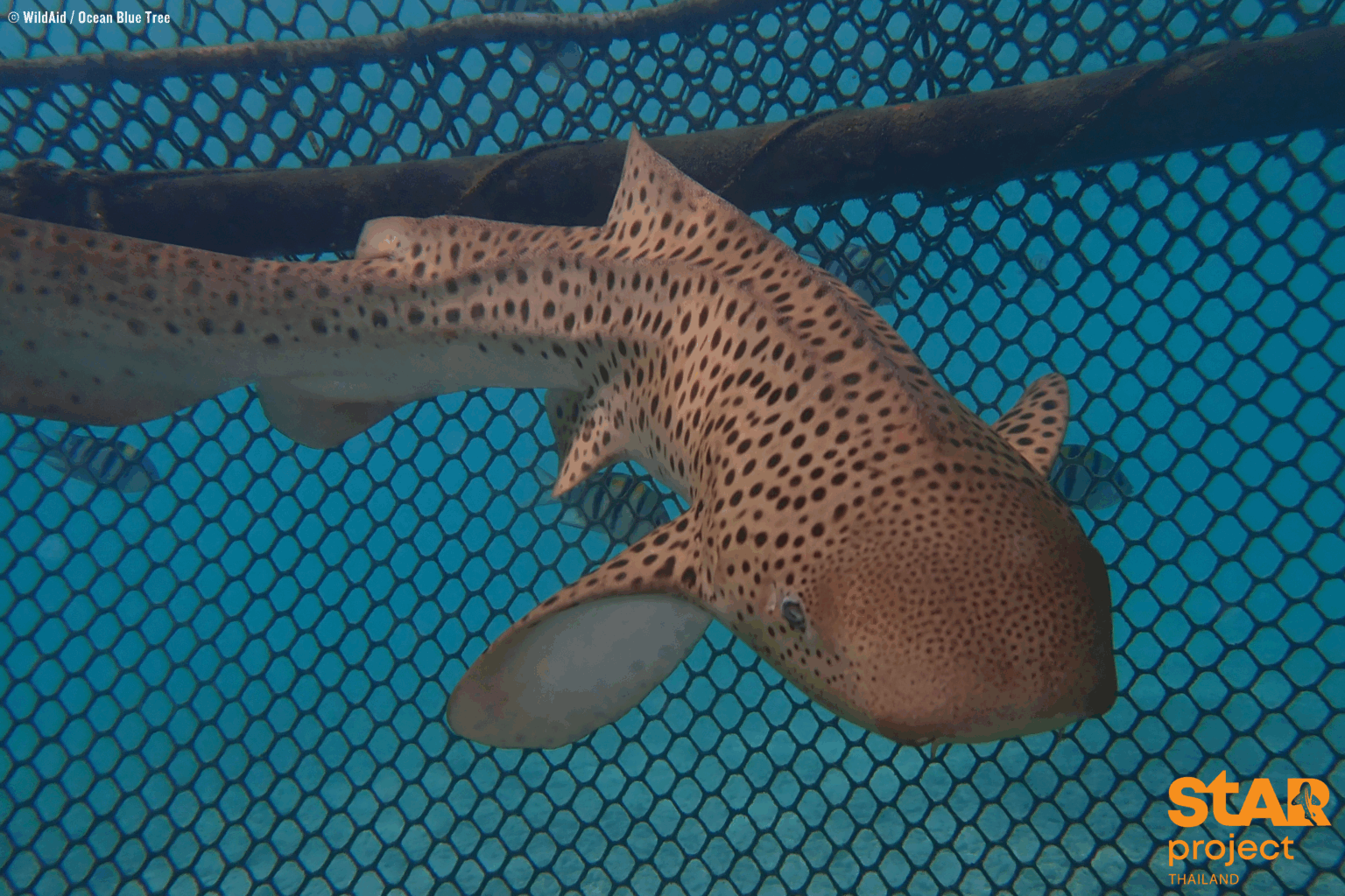 Thailand’s First Leopard Shark Rewilding Program Releases Four More ...