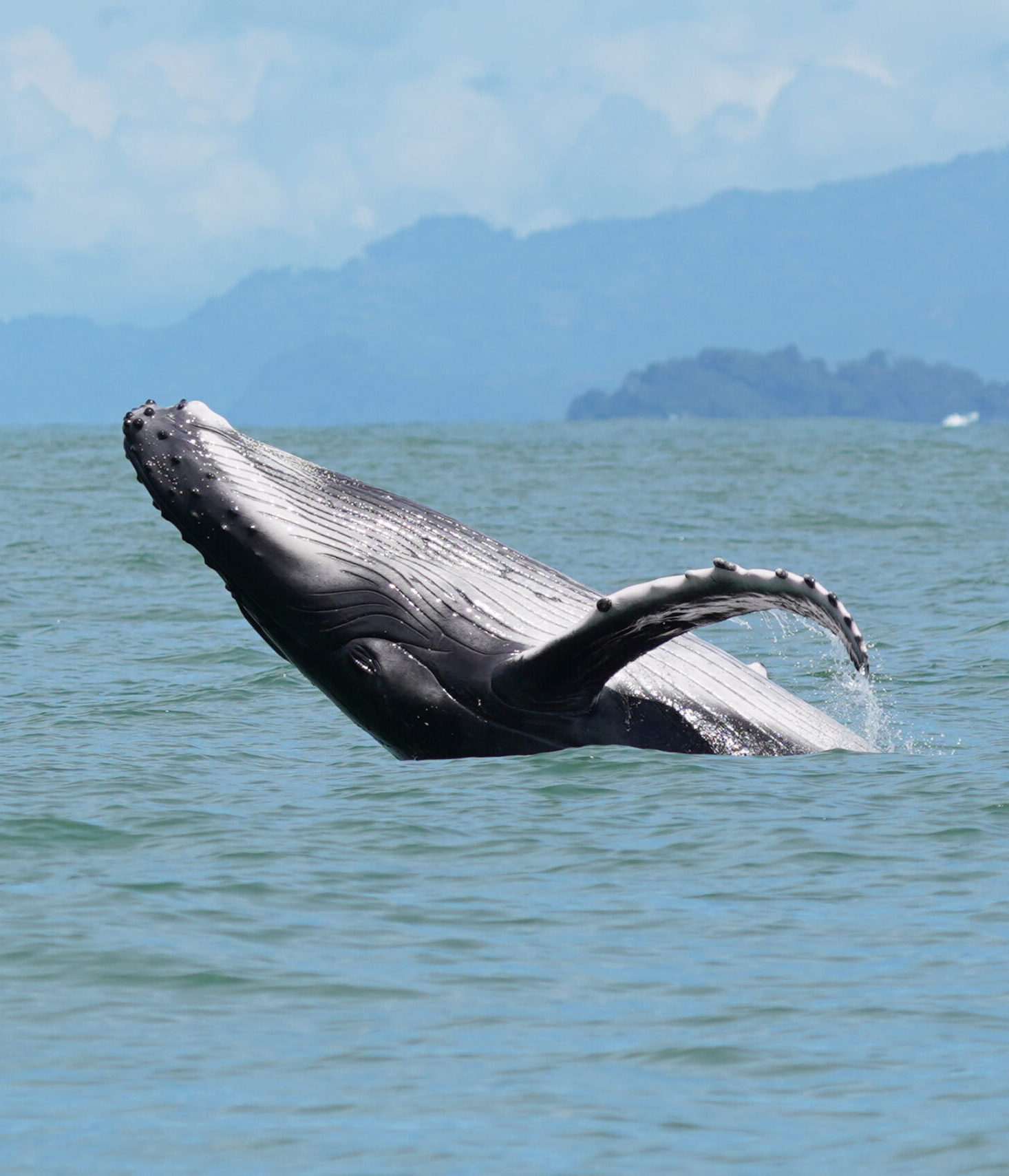 Humpback whale - WildAid