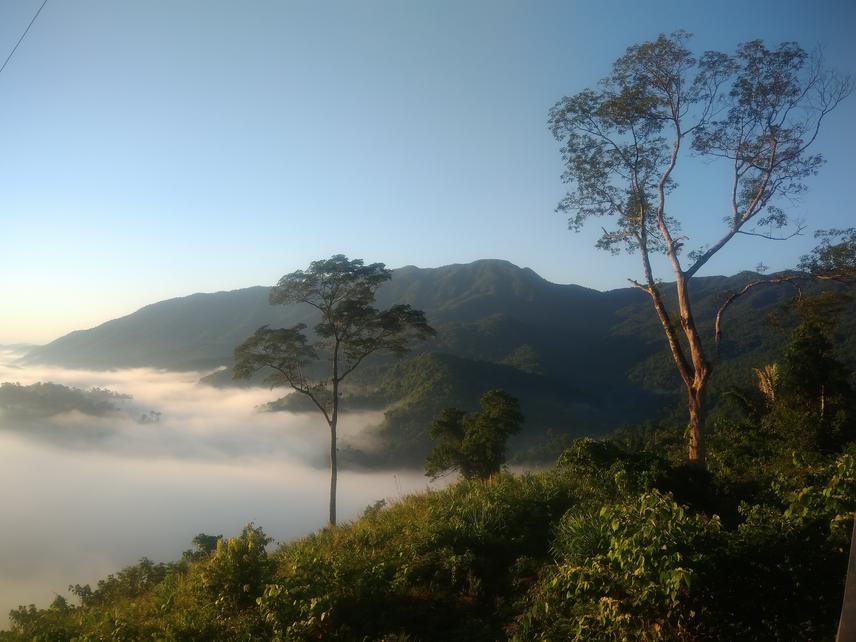 From Rainforests to Mangroves: How Forest Protection Sustains Life on ...